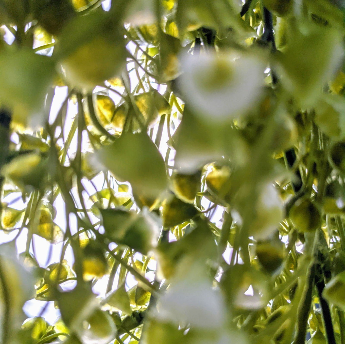 Artificial Hanging Bell Plant - White Bells | Bubuland Home